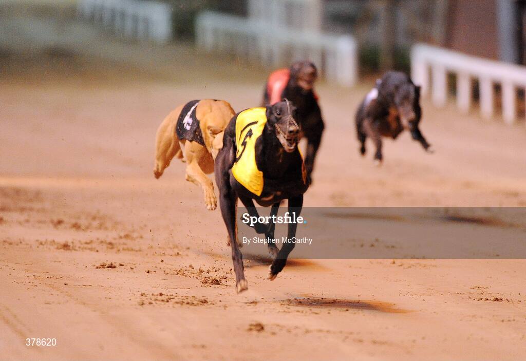 Sportsfile - Greyhound Racing, Shelbourne Park - 378620